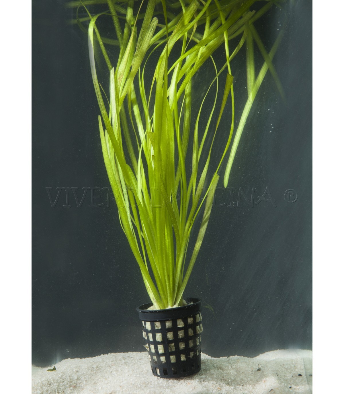 Flor De La Vallisneria Americana